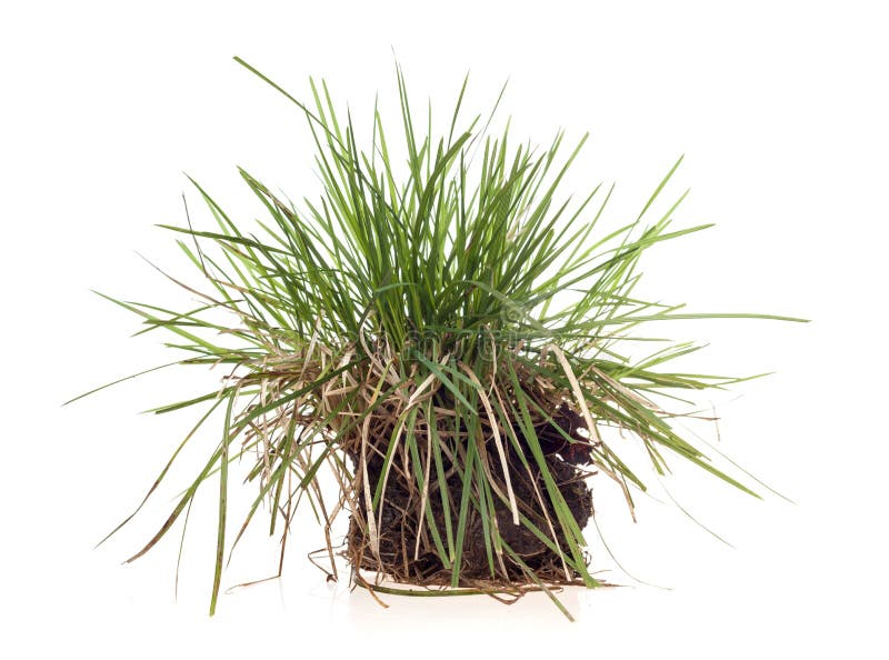 Grass sedge isolated stock photo. Image of grow, plant - 71307186