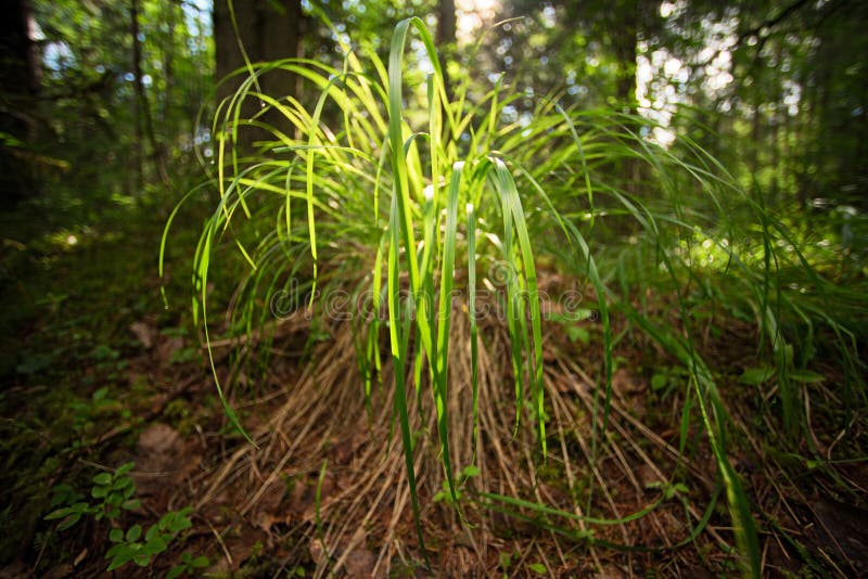 Grass Sedge in the Sunlight Stock Photo - Image of ecology, spike: 98183918