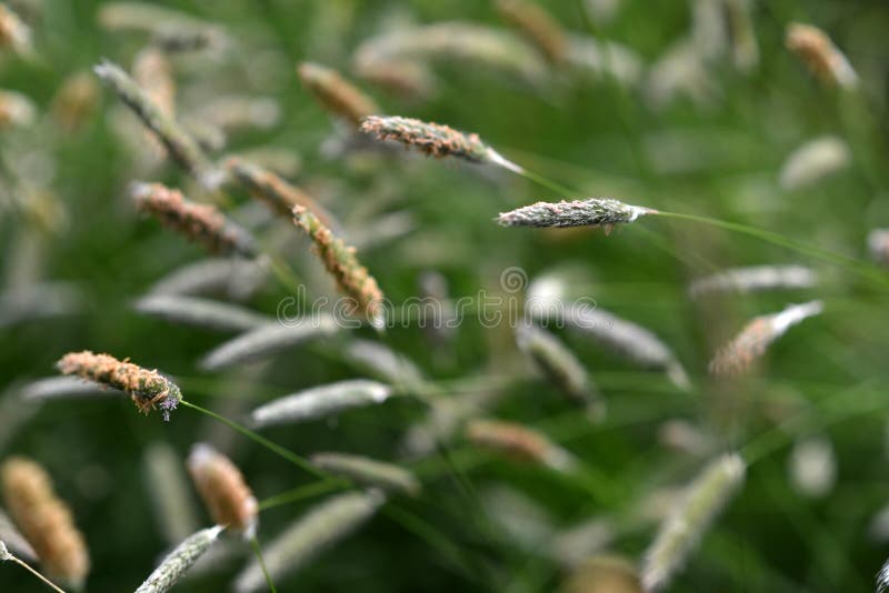 Grass Seed Heads Stock Photos - Download 756 Royalty Free Photos
