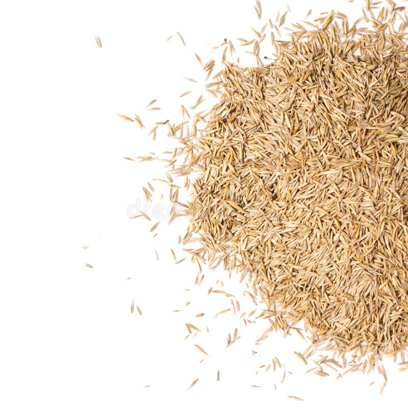 Grass seed pile stock photo. Image of seed, core, brown - 93926932