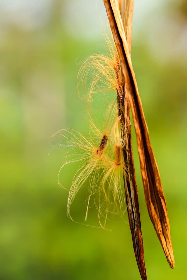 Grass seed in pod stock photo. Image of closeup, flora - 148311698