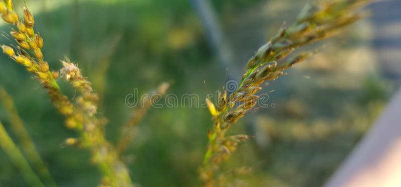 Grass seed pods in macro stock photo. Image of wildflower - 221616004