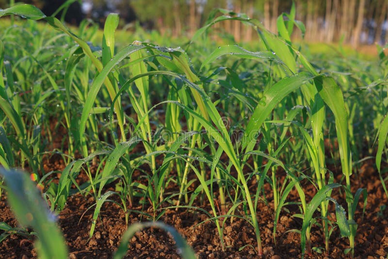 Grass Seedlings Growing Sweet Jumbo Stock Photo - Image of fresh ...