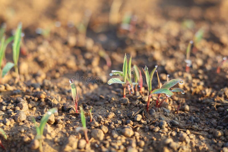 Grass Seedlings Growing Sweet Jumbo Stock Photo - Image of close ...