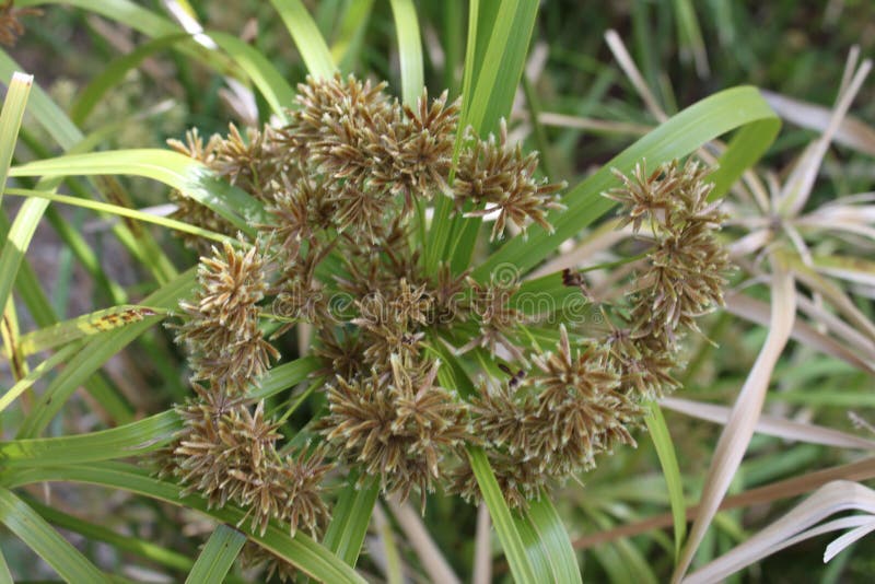 7,047 Grass Cluster Photos - Free & Royalty-Free Stock Photos from ...