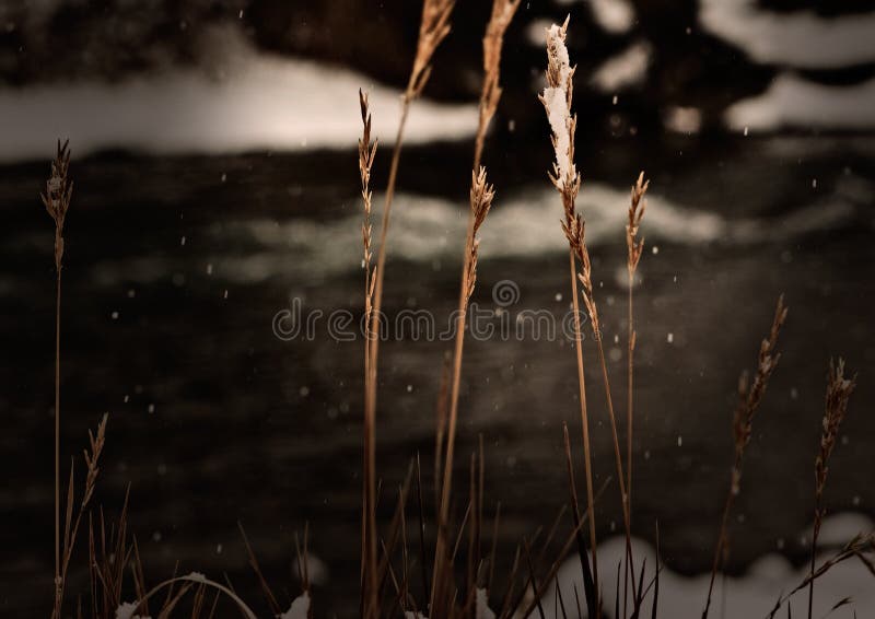 Grass seeds in first snow stock image. Image of nature - 115533381