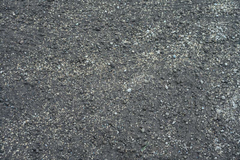 Grass Seeds in Fresh Dirt, Re-seeding a Patchy Lawn Stock Image - Image ...