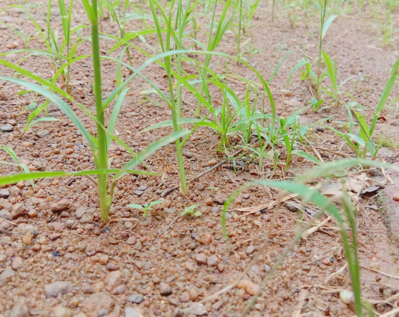 Karuka Pullu Stock Photos - Free & Royalty-Free Stock Photos from ...