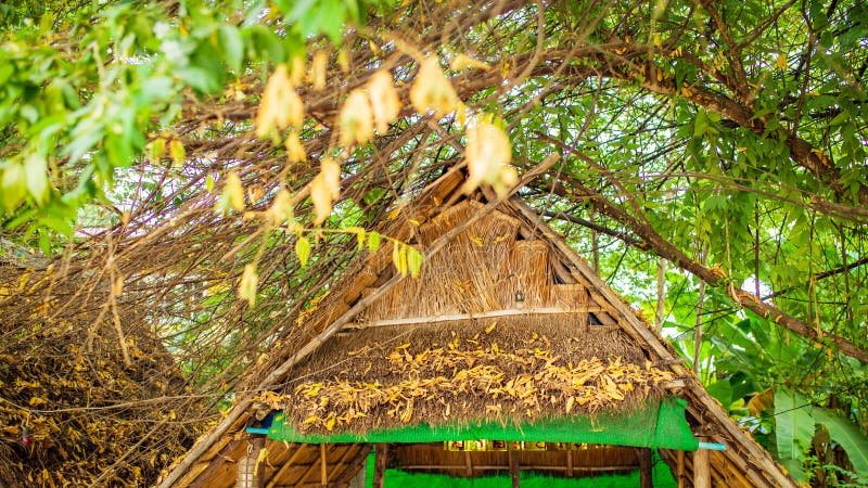 Grass Shack stock image. Image of farm, banana, access - 96278657