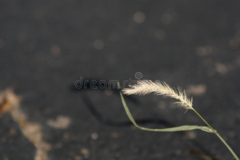Grass with shadow stock photo. Image of green, stem, leaf - 76386410