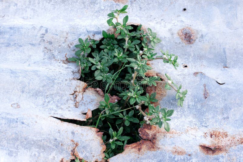 Grass on sheet rusty zinc stock photo. Image of steel - 30915232