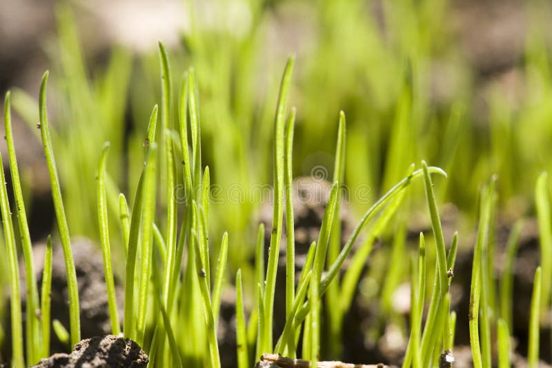 Grass Sprouts Macro Image, Bright Green Stock Photo - Image of ...