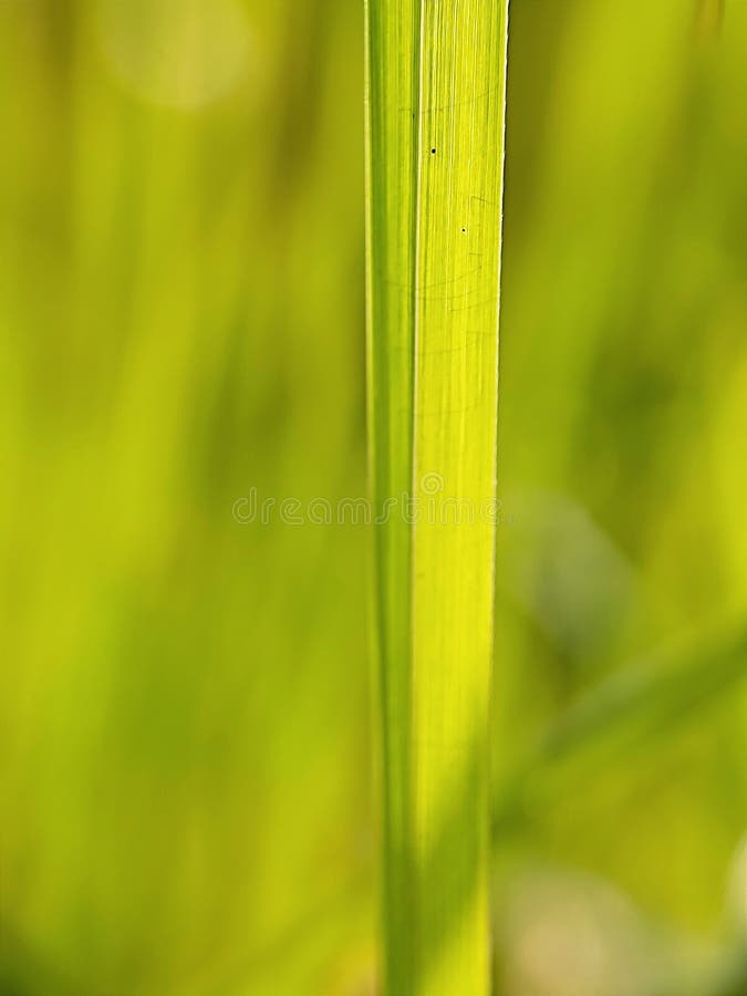 Grass shot whit macro stock image. Image of flower, shot - 271937219
