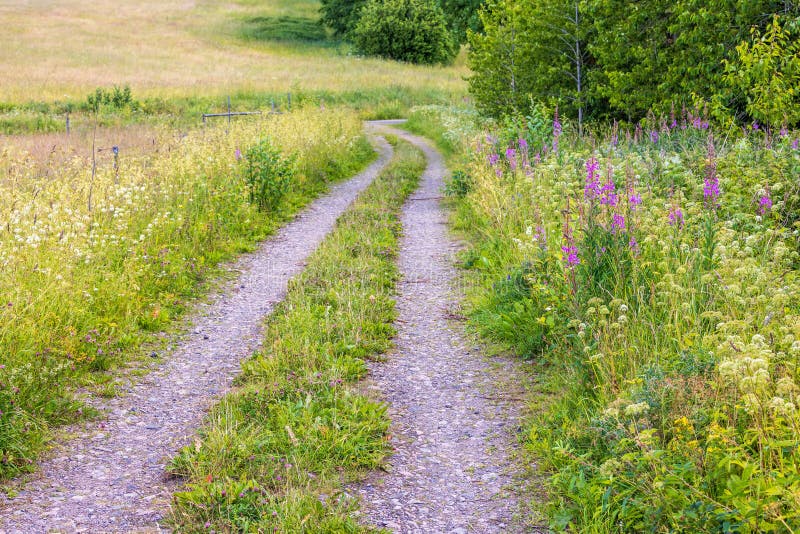 Grass Shoulder Road on a Flowering Meadow Stock Photo - Image of rural ...
