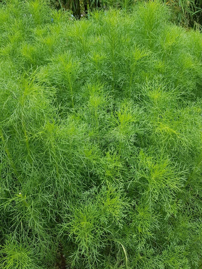 Grass shrub plant stock image. Image of shrub, tree - 208920337