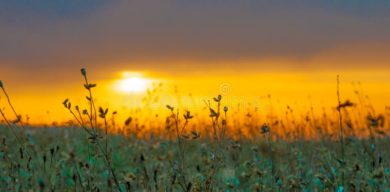 1,303 Weed Cannabis Background Stock Photos - Free & Royalty-Free Stock ...