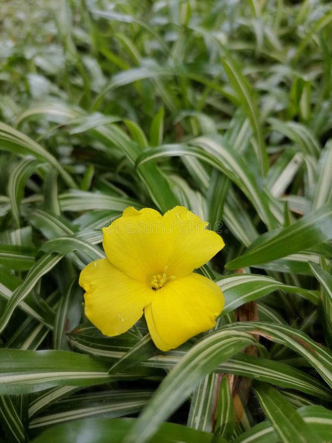 Grass and Single flower stock photo. Image of grass - 207713364