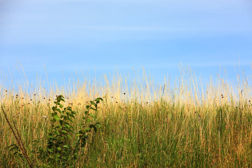 Grass and sky stock image. Image of autumn, blue, yellow - 12634479
