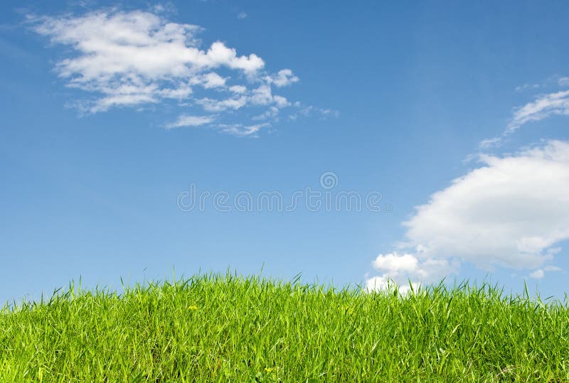 Grass and sky stock image. Image of color, botanic, focus - 14467191