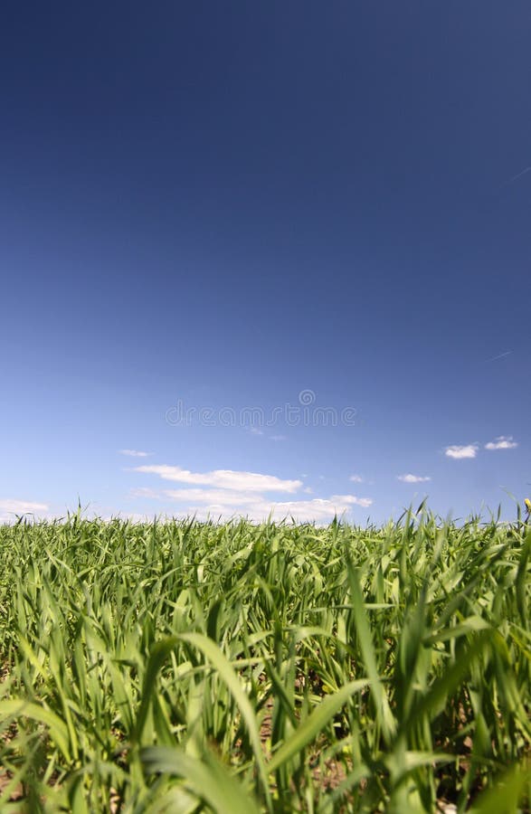 Grass & sky stock photo. Image of nature, cloud, grass - 14698850