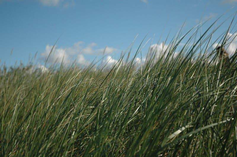 Grass And Sky Picture. Image: 301137