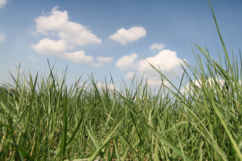 Grass and sky stock photo. Image of spring, green, horizontal - 5012734
