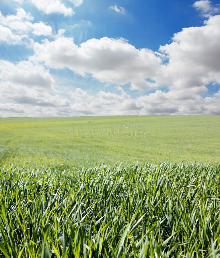 Grass and sky with clouds stock image. Image of plain - 24564625