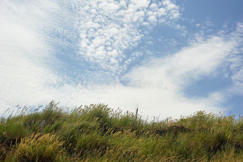 Grass and Sky, the Coastal Area.Vegetation Over the Cliff. Stock Image ...