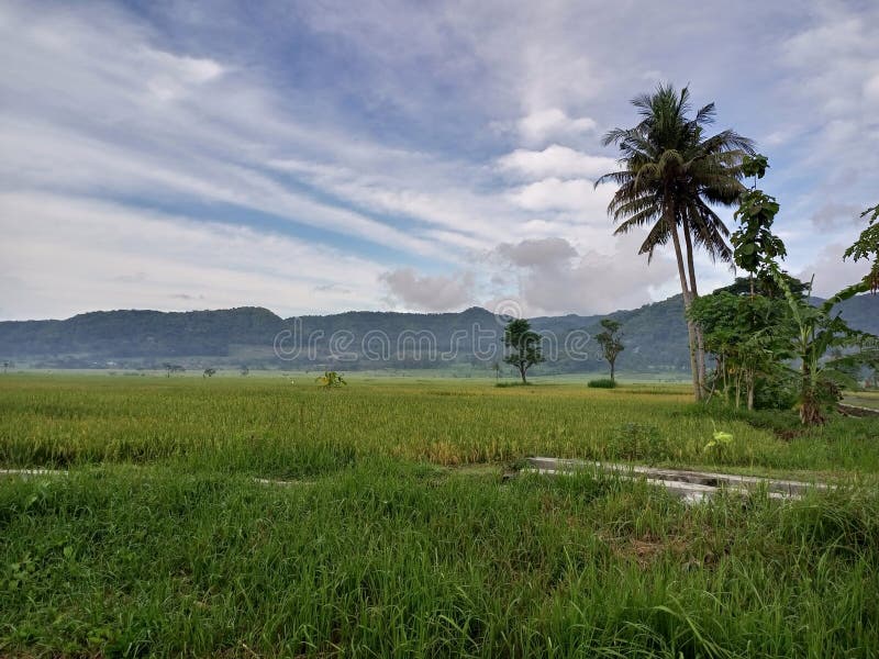 Expanse of Grass that Greets the Sky Stock Image - Image of grace, tree ...