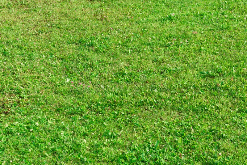 Grass on the Slope of the Lawn Texture. Stock Image - Image of grow ...