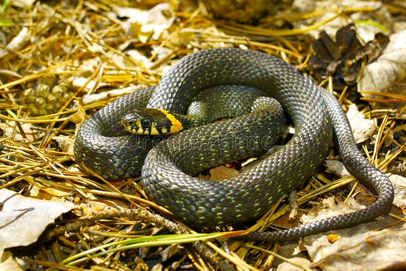 Snake Den 1 stock photo. Image of animals, cold, striped - 2413012