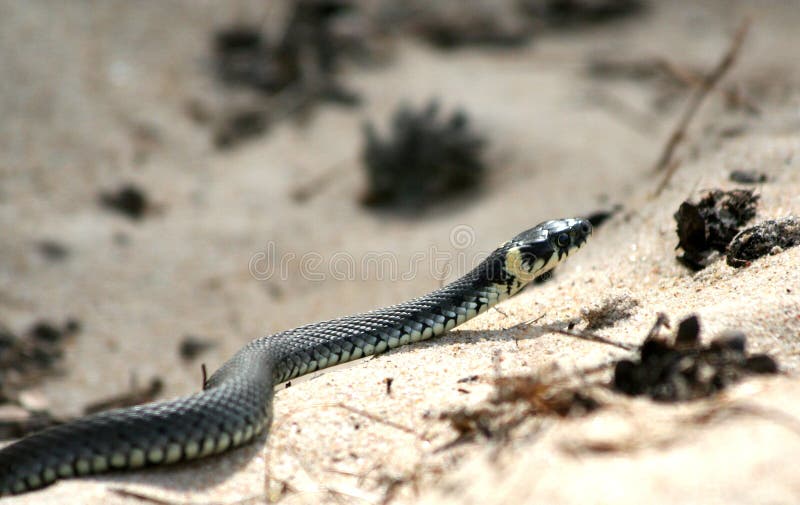 Grass-snake Picture. Image: 5144207