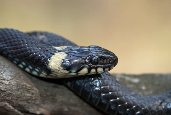 Grass-snake stock image. Image of grass, innocuous, black - 7377229