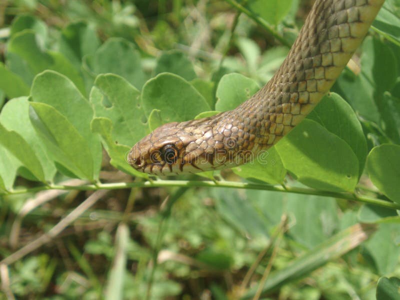 Grass Snake stock photo. Image of snake, meadow, reptiles - 937104