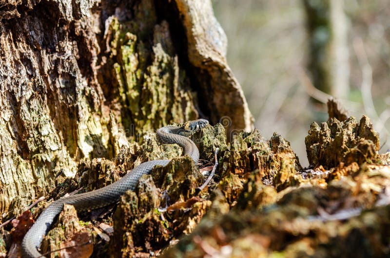 Grass Snake Bask in the Spring Sun Stock Image - Image of head ...