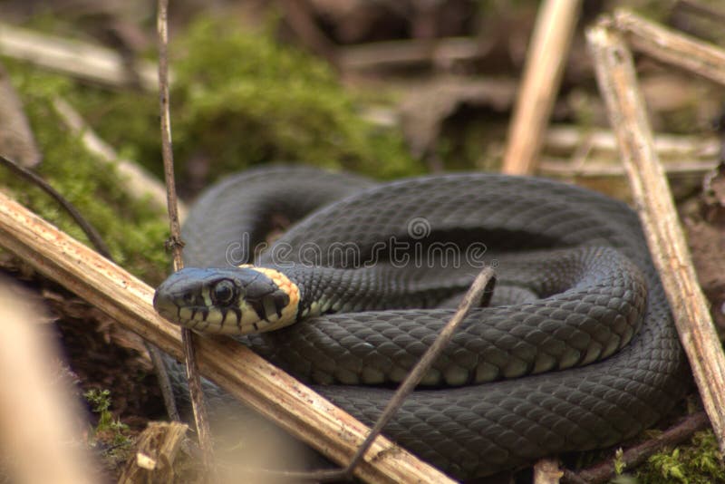 A Grass Snake Basking in the Sun on a Spring Day Stock Image - Image of ...