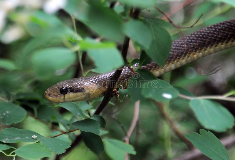 Grass snake in the bush stock photo. Image of branch - 248123484