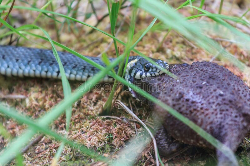 Grass Snake Catching Common Toad Stock Image - Image of animals, common ...