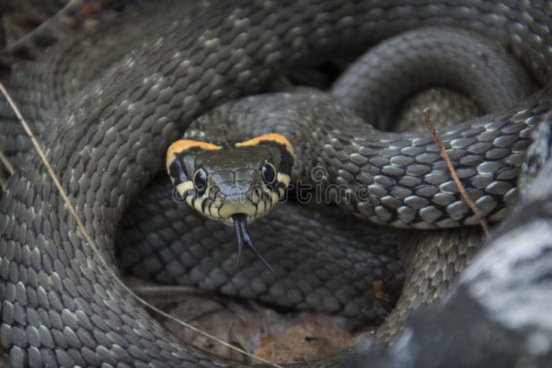 Snake Natrix natrix stock image. Image of wildlife, black - 205896807