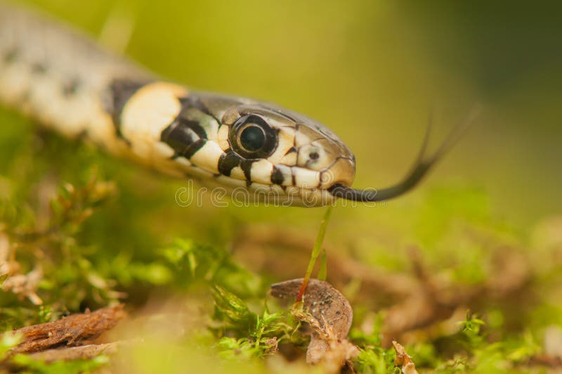 Snake in the Grass stock image. Image of close, lurking - 14788871