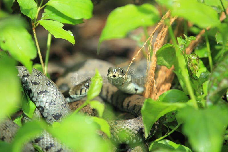 Grass snake stock image. Image of natrix, nature, ringed - 44968721