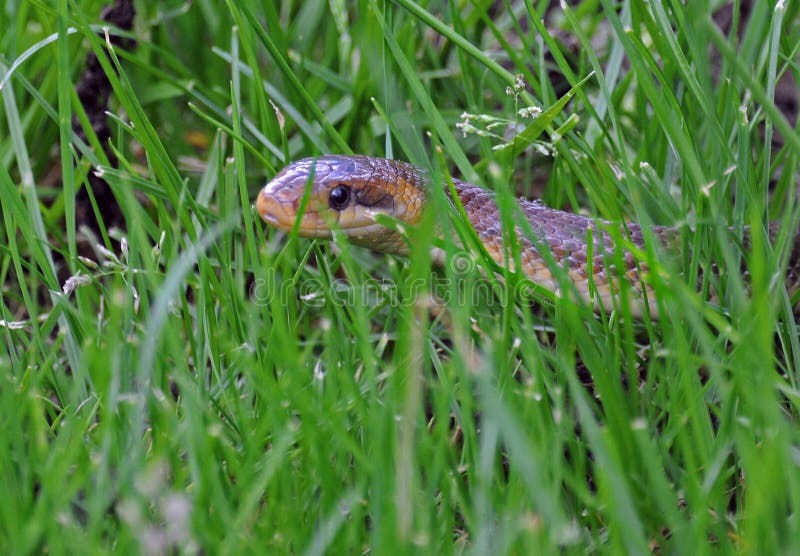 Grass snake in the field stock photo. Image of summer - 248170698
