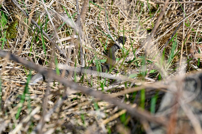 Grass Snake in Dry Spring Grass April 17 2023 Stock Image - Image of ...