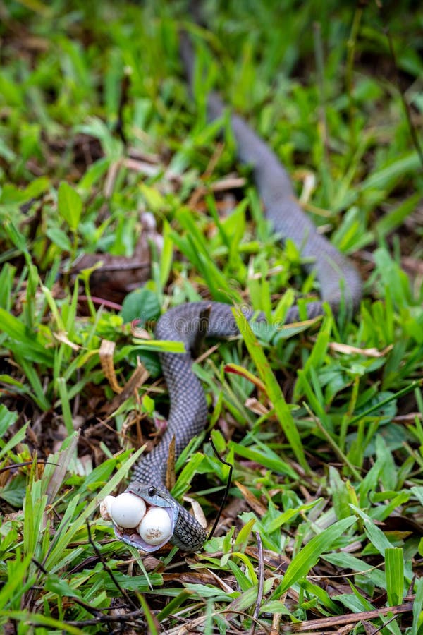 Grass Snake Eating Two Eggs on the Grass Ground Stock Photo - Image of ...