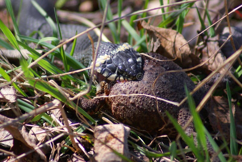 The Grass Snake Eats the Toad. Stock Photo - Image of snakes, prey ...