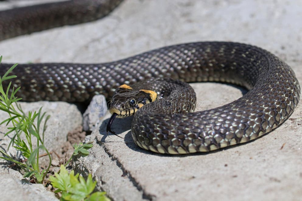 Grass Snake on the Garden Path. Not a Poisonous Snake Stock Image ...
