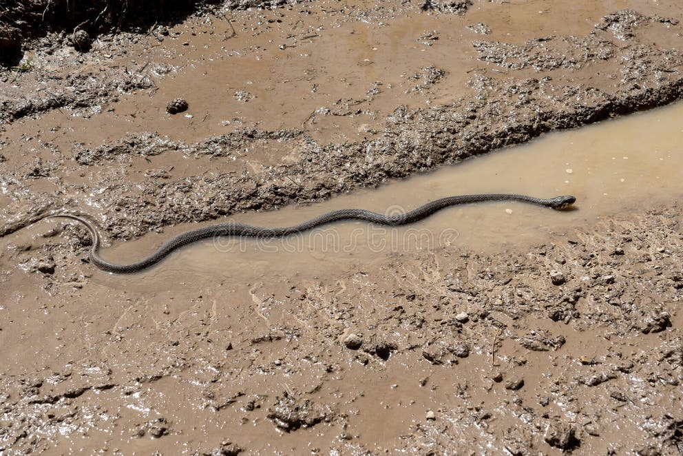 Grass snake stock image. Image of outside, floor, dragonflies - 356518111