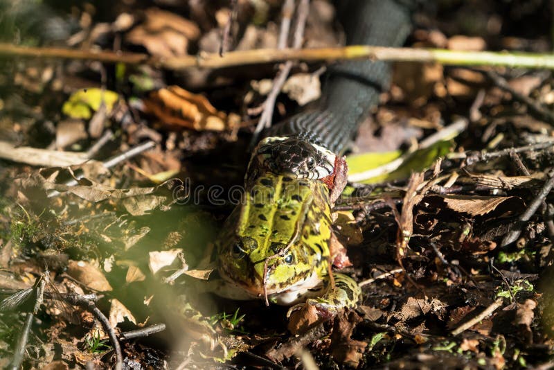 Grass Snake with Green Frog Stock Photo - Image of animal, food: 98198128