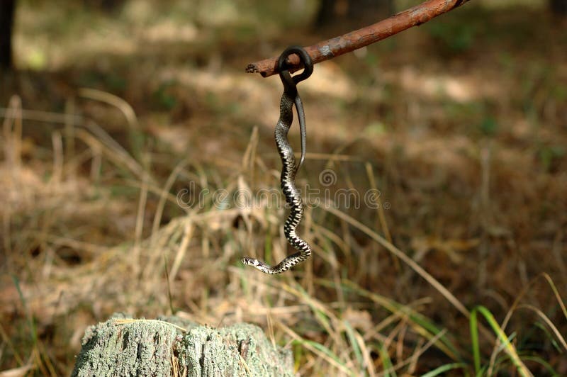 The snake on a stick stock image. Image of organism, colombian - 46375325