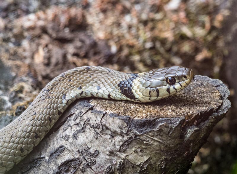Grass Snake Head Resting on Tree Stump Facing Left To Right Stock Image ...